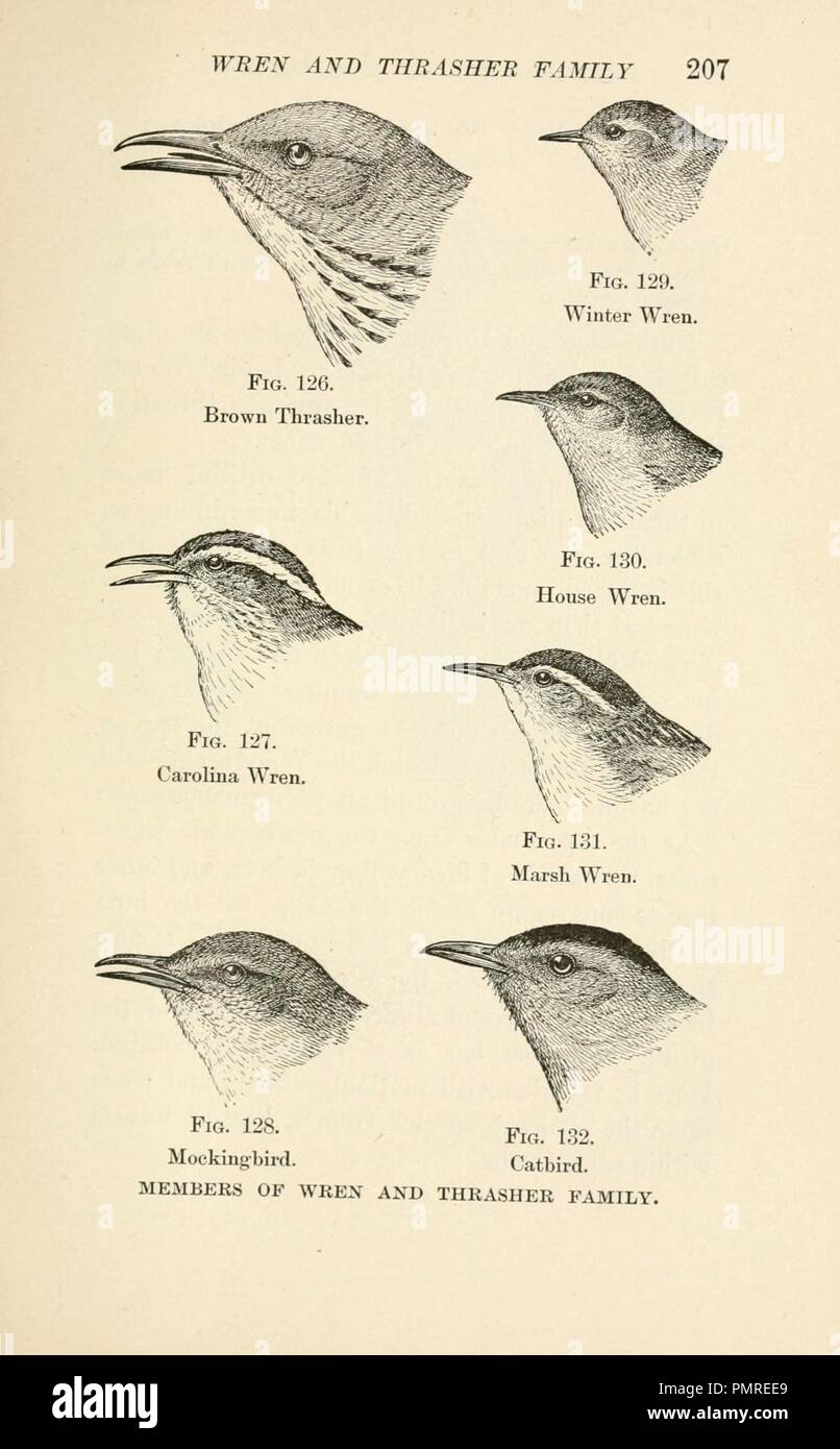 Birds of village and field Stock Photo - Alamy