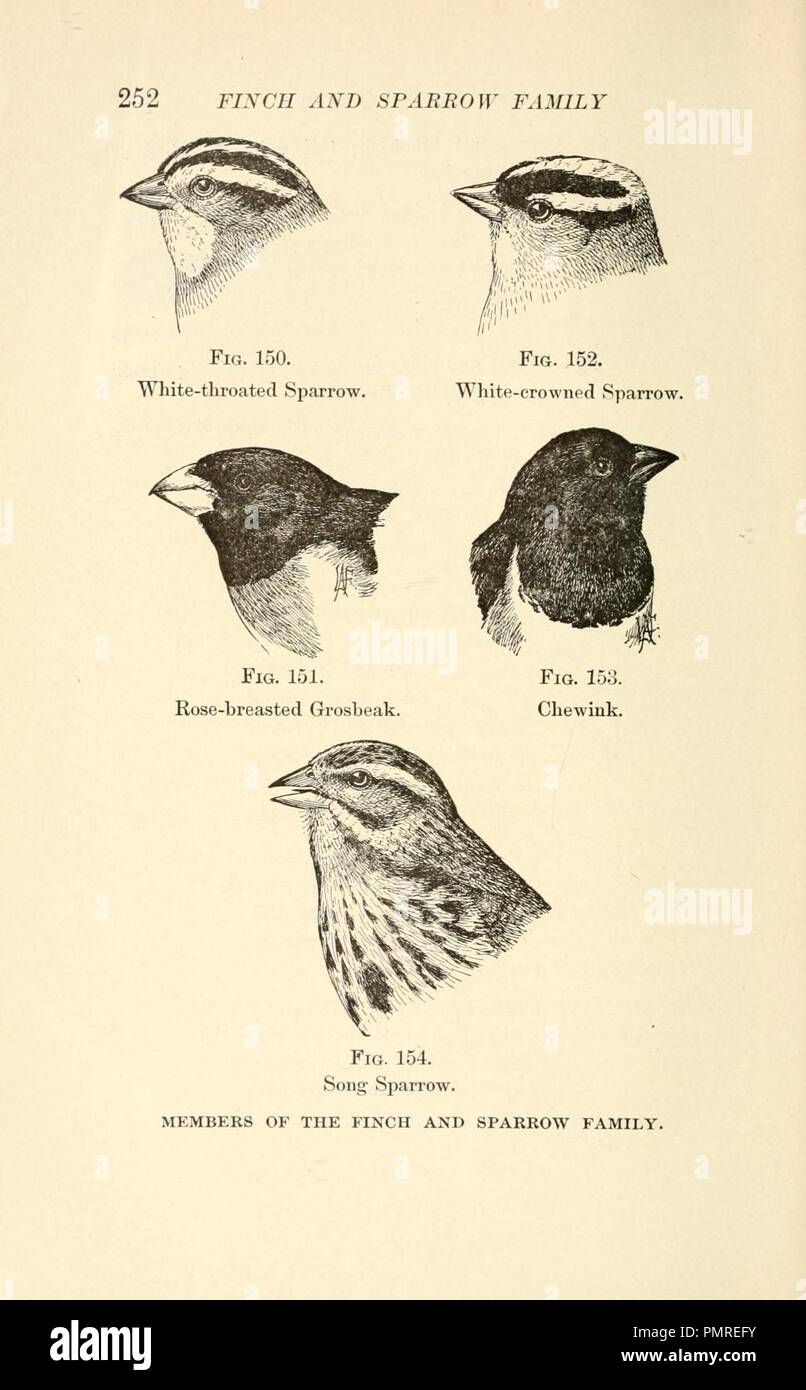 Birds of village and field Stock Photo - Alamy