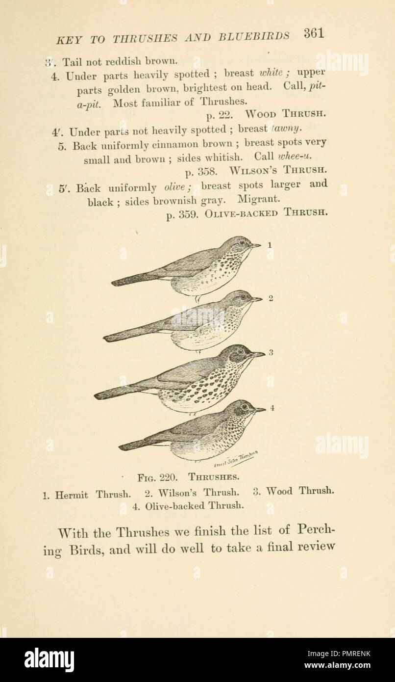 Birds of village and field Stock Photo - Alamy