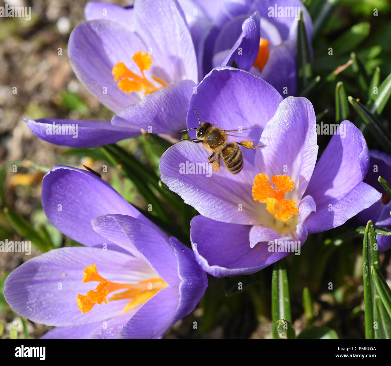 Biene pollenhoeschen hi-res stock photography and images - Alamy