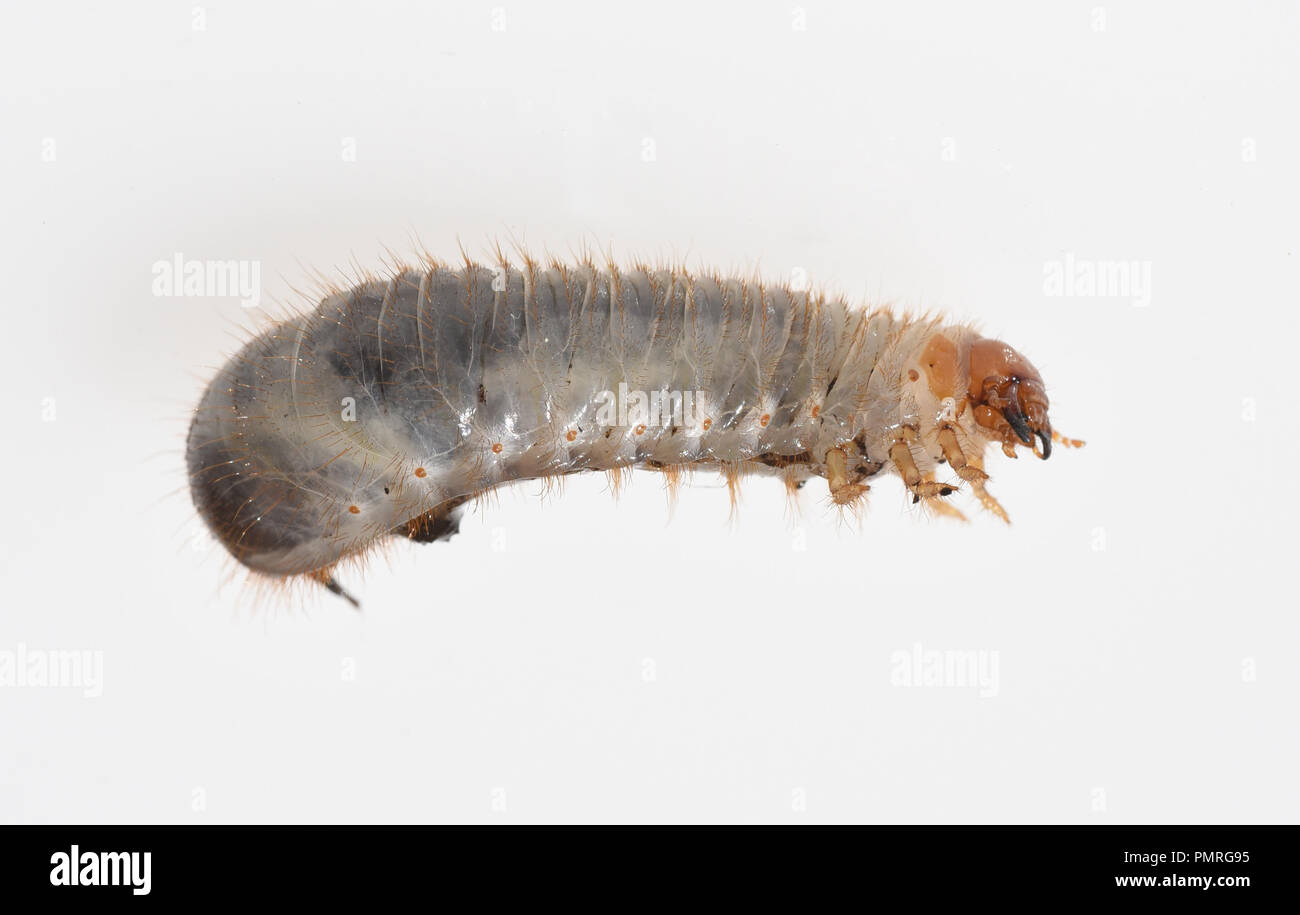 Maikaefer, Larve, Melolontha, Maikaeferlarve, Engerling Stock Photo - Alamy
