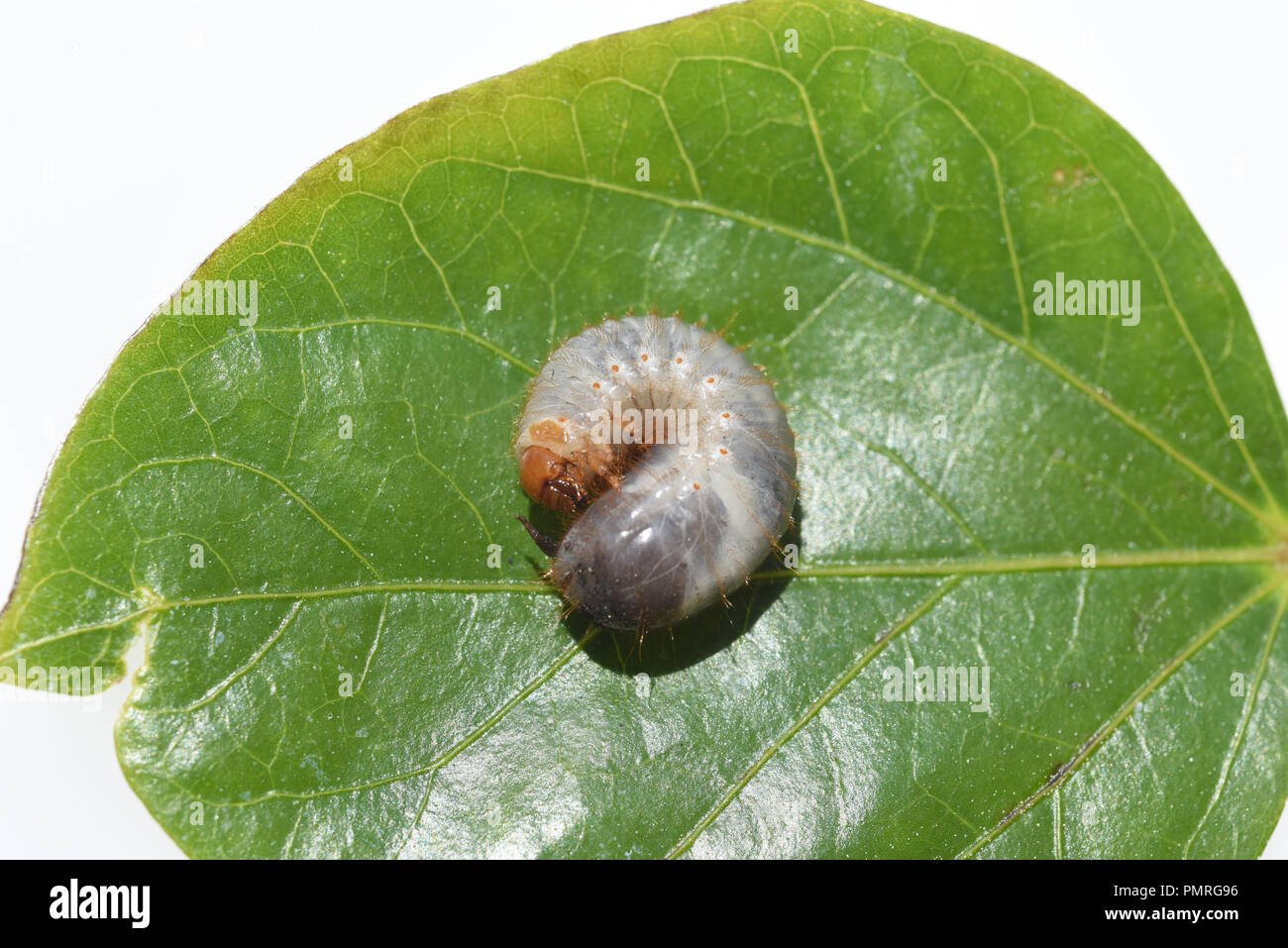 Maikaefer, Larve, Melolontha, Maikaeferlarve, Engerling Stock Photo - Alamy