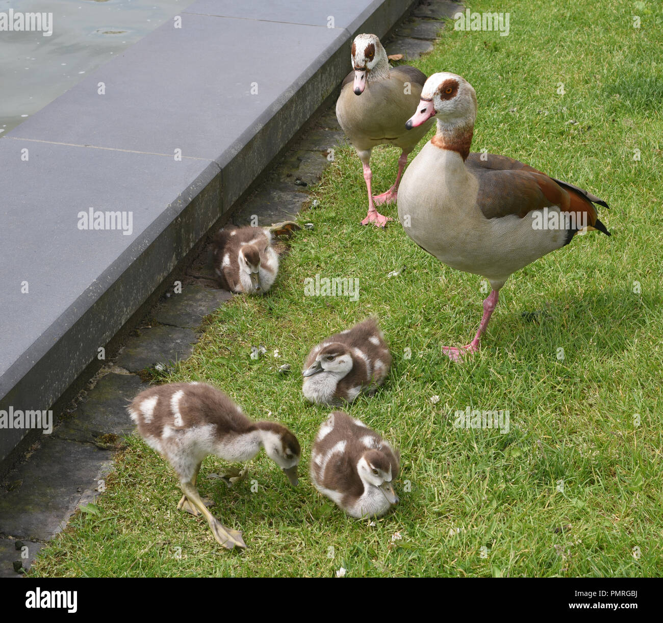 Federvieh hi-res stock photography and images - Alamy