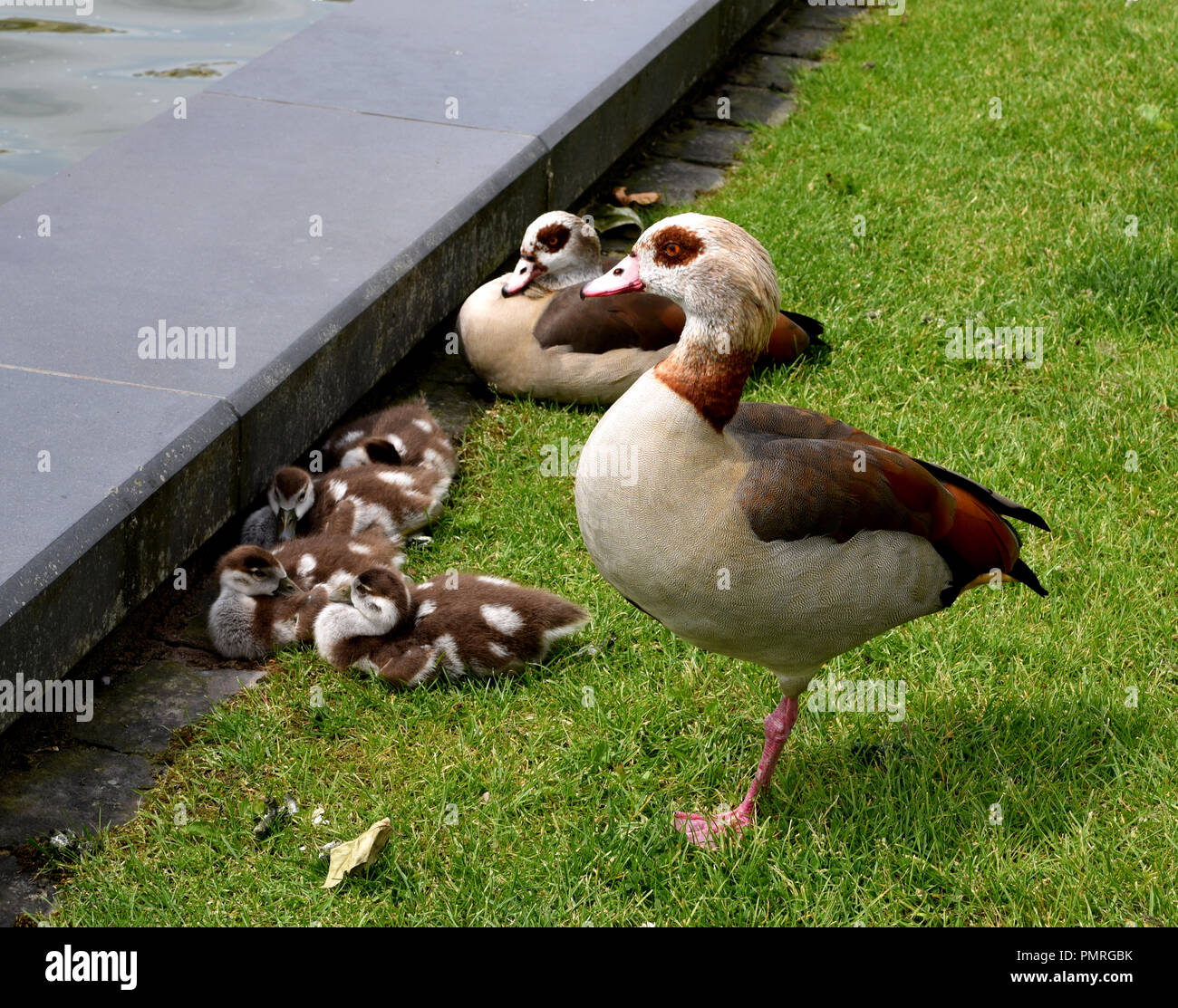 Nilgans, Alopochen aegyptiacus Stock Photo - Alamy