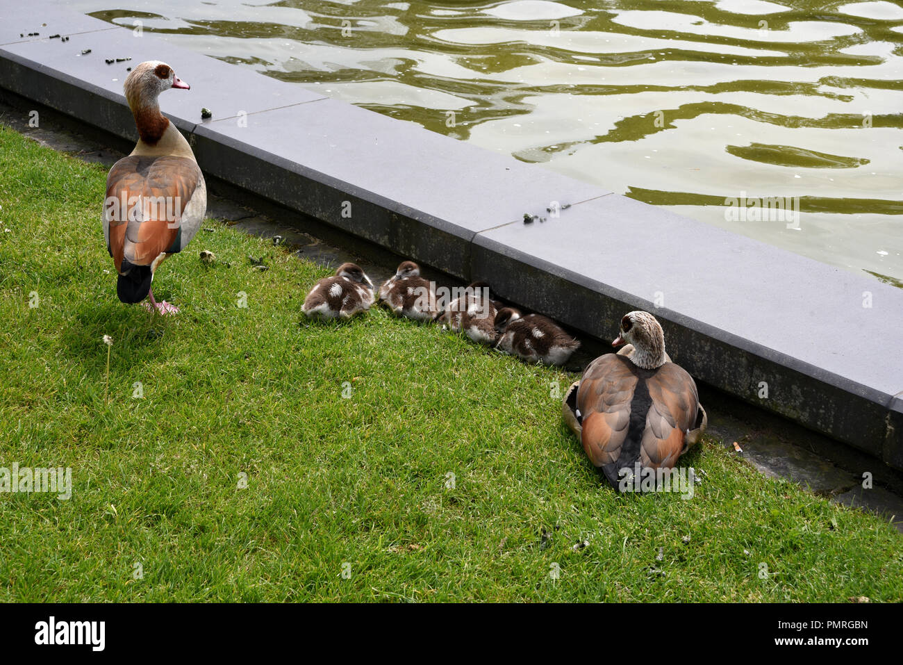Nilgans, Alopochen aegyptiacus Stock Photo - Alamy