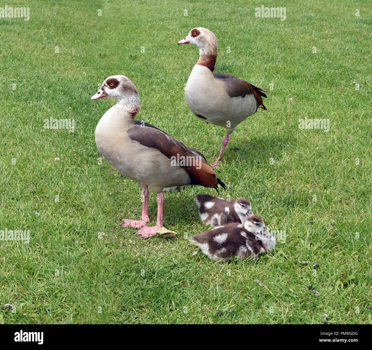 Nilgaense hi-res stock photography and images - Alamy