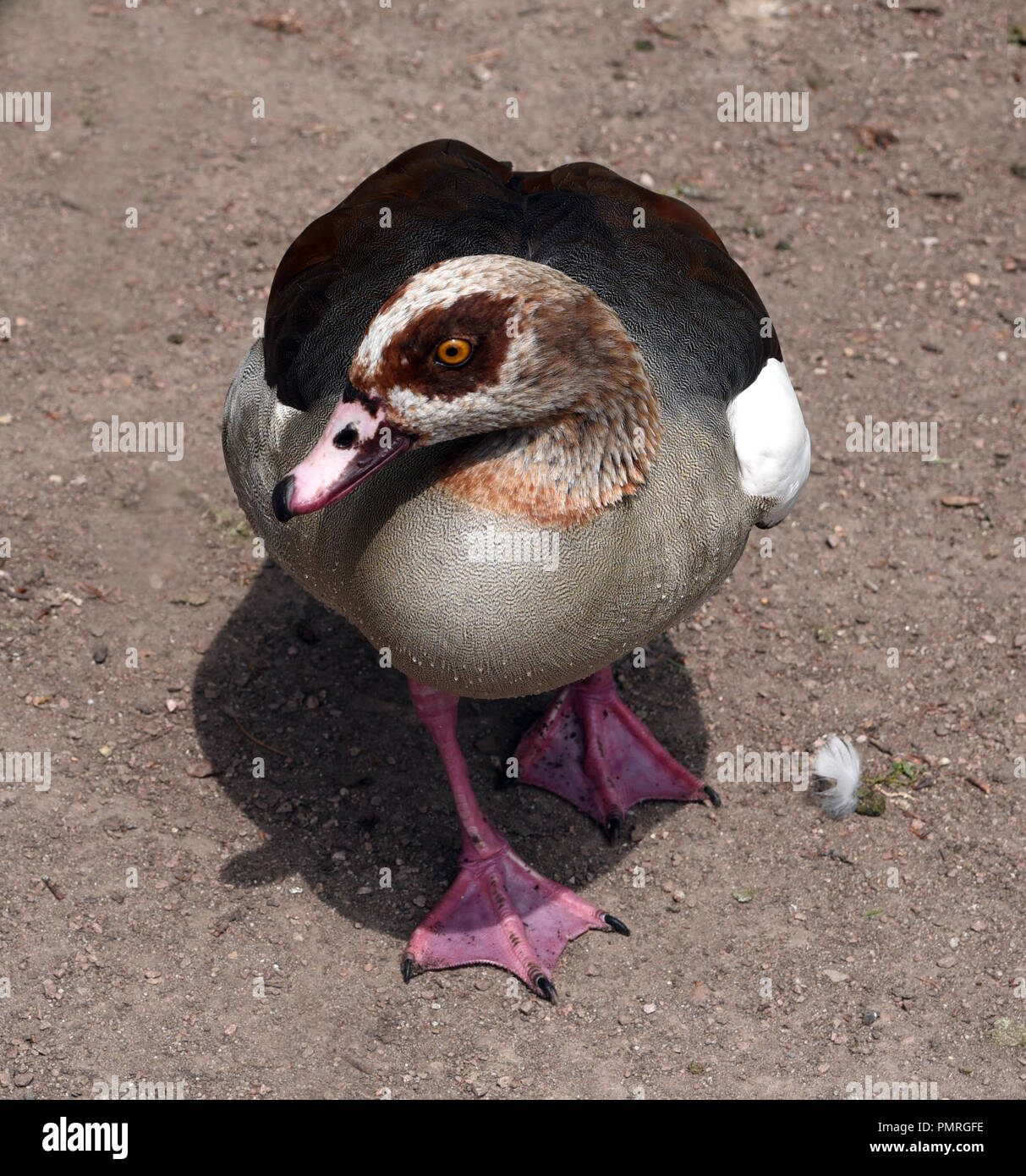 Nilgaense hi-res stock photography and images - Alamy