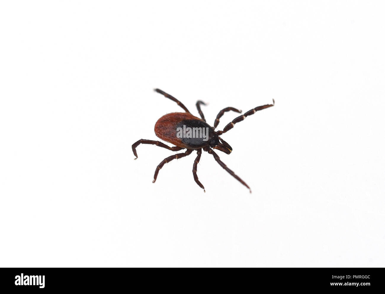 Zecken hi-res stock photography and images - Alamy