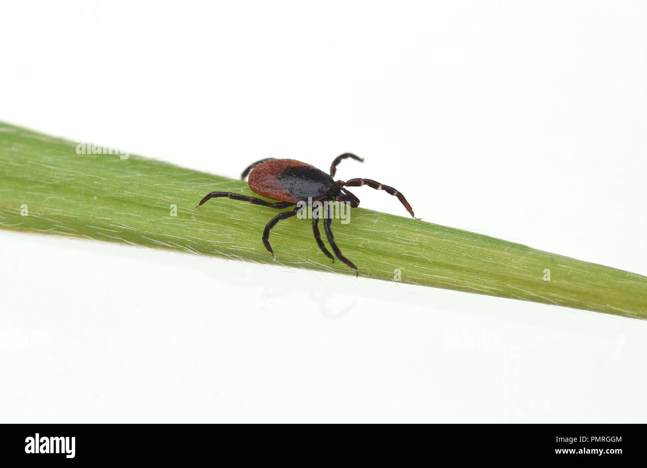 Zecken hi-res stock photography and images - Alamy
