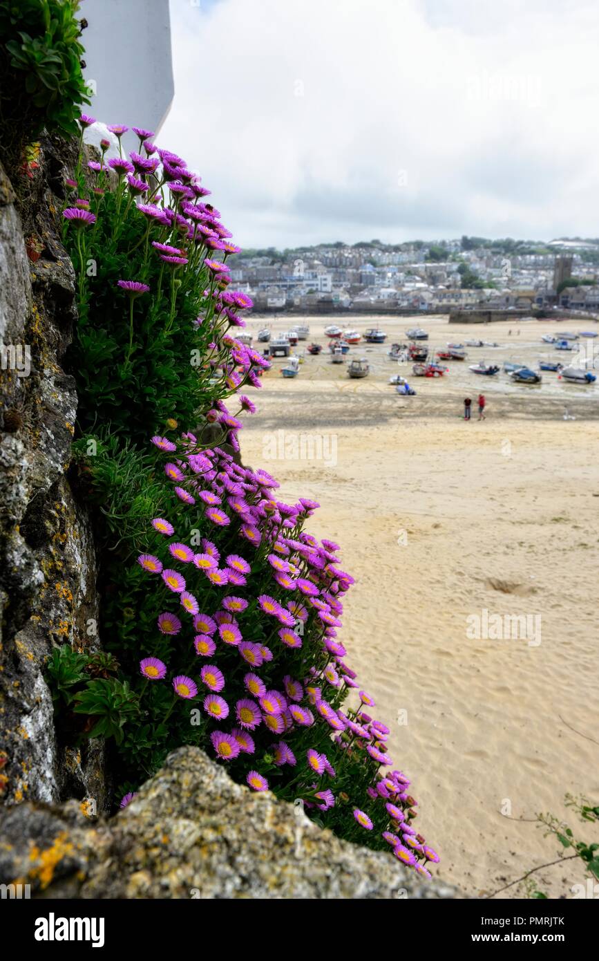 Cornwall beach flowers hi-res stock photography and images - Alamy