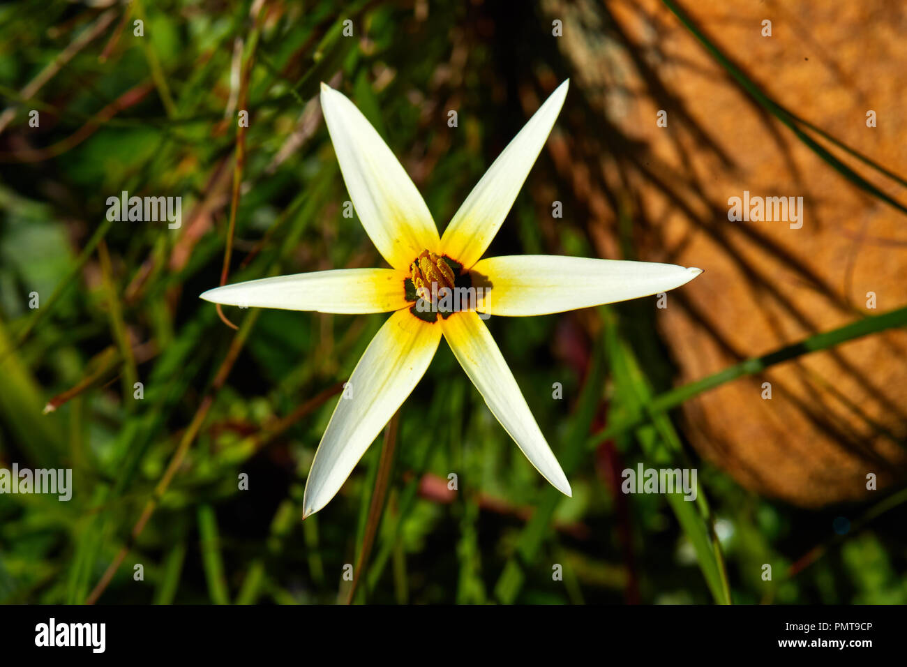 Witsteekgras hi-res stock photography and images - Alamy