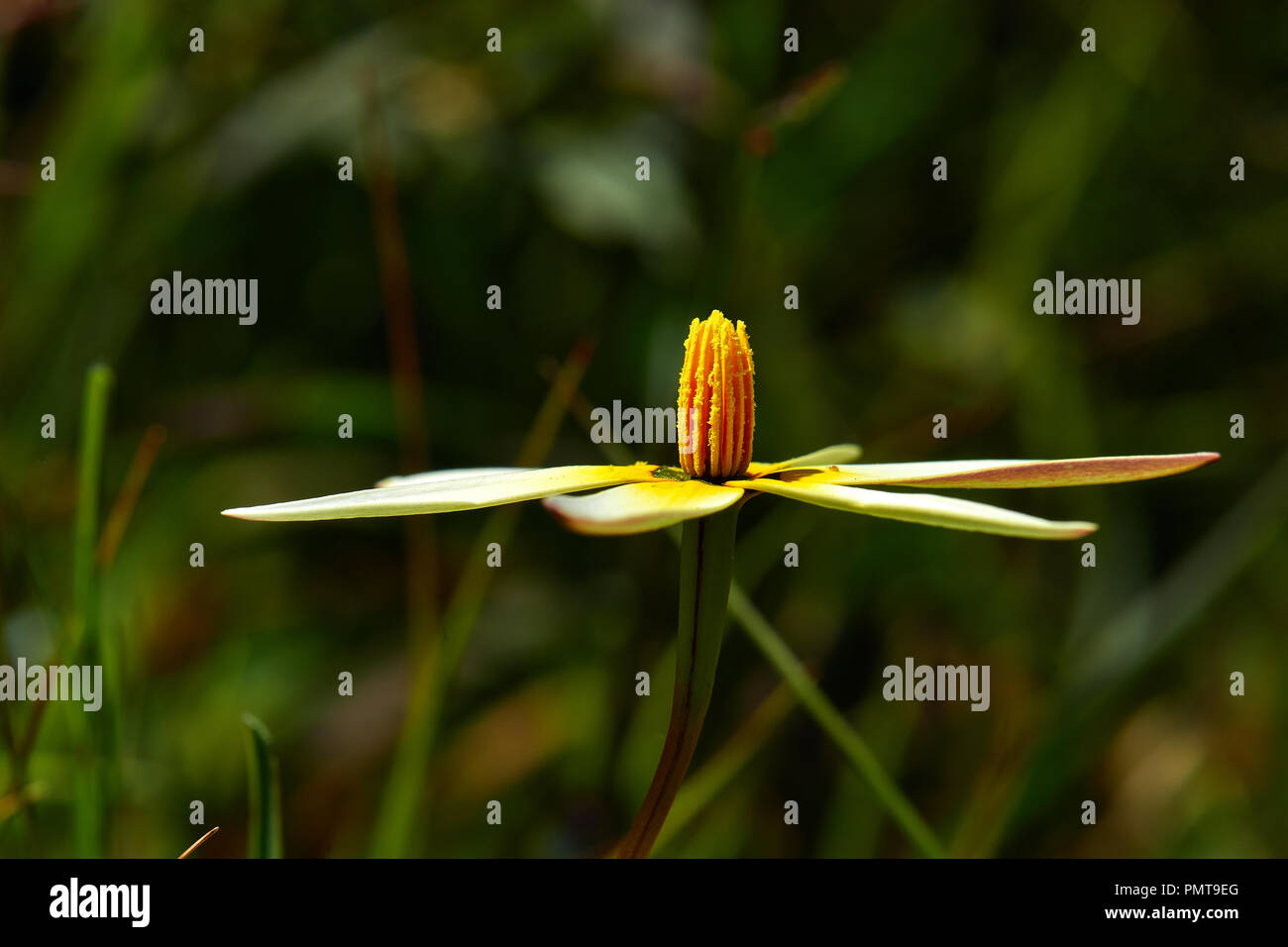 Facing upward flower hi-res stock photography and images - Alamy