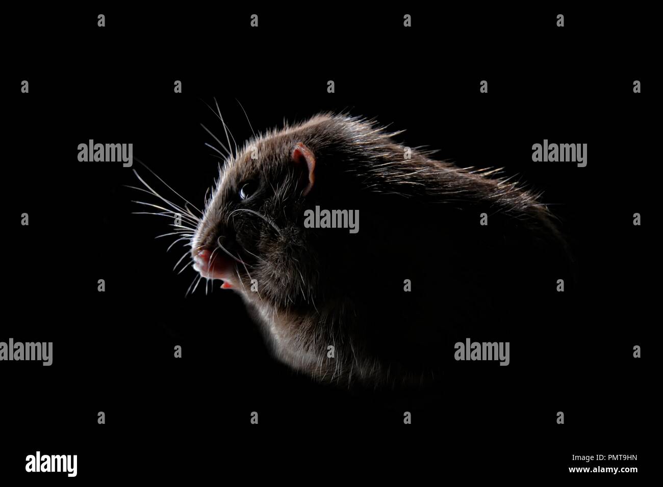 Shadow portrait of a rodent isolated on black background Stock Photo ...