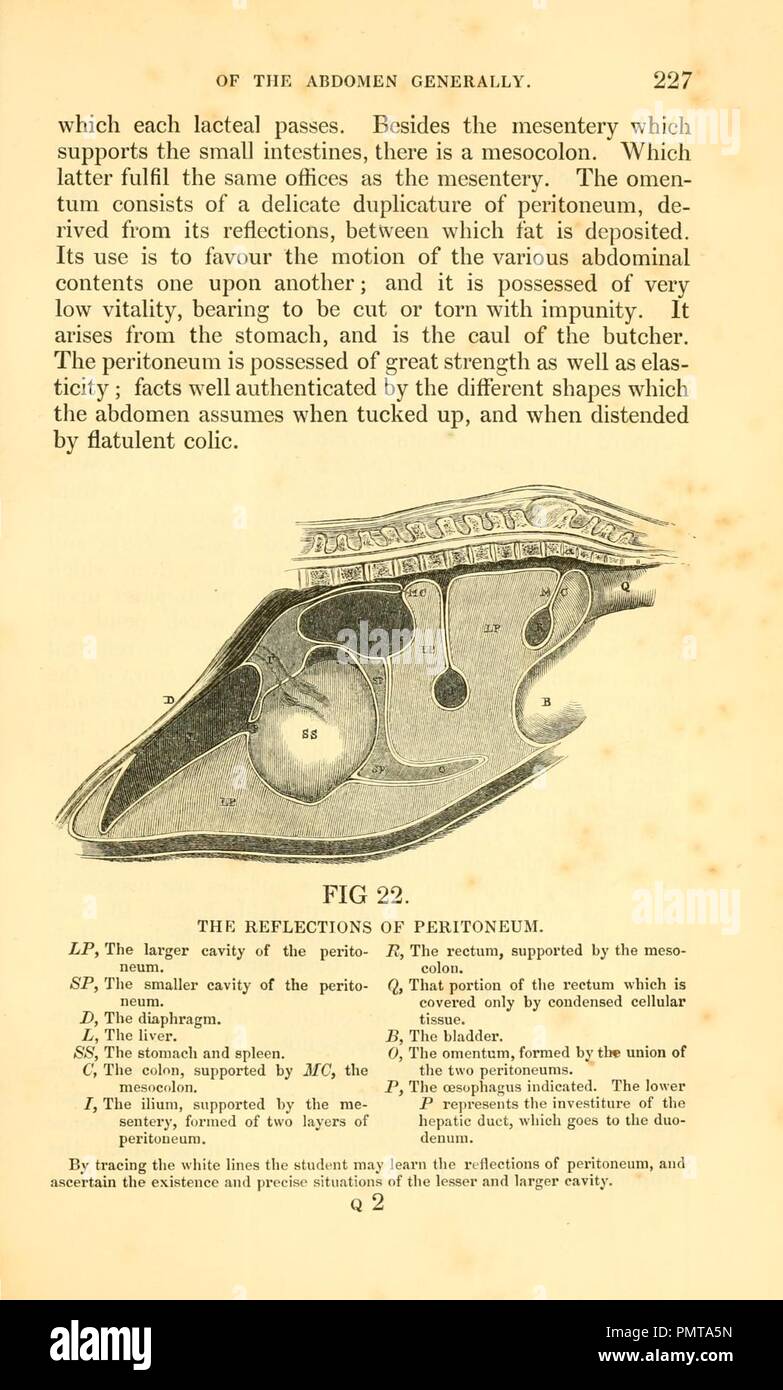 Horse anatomy print hi-res stock photography and images - Alamy