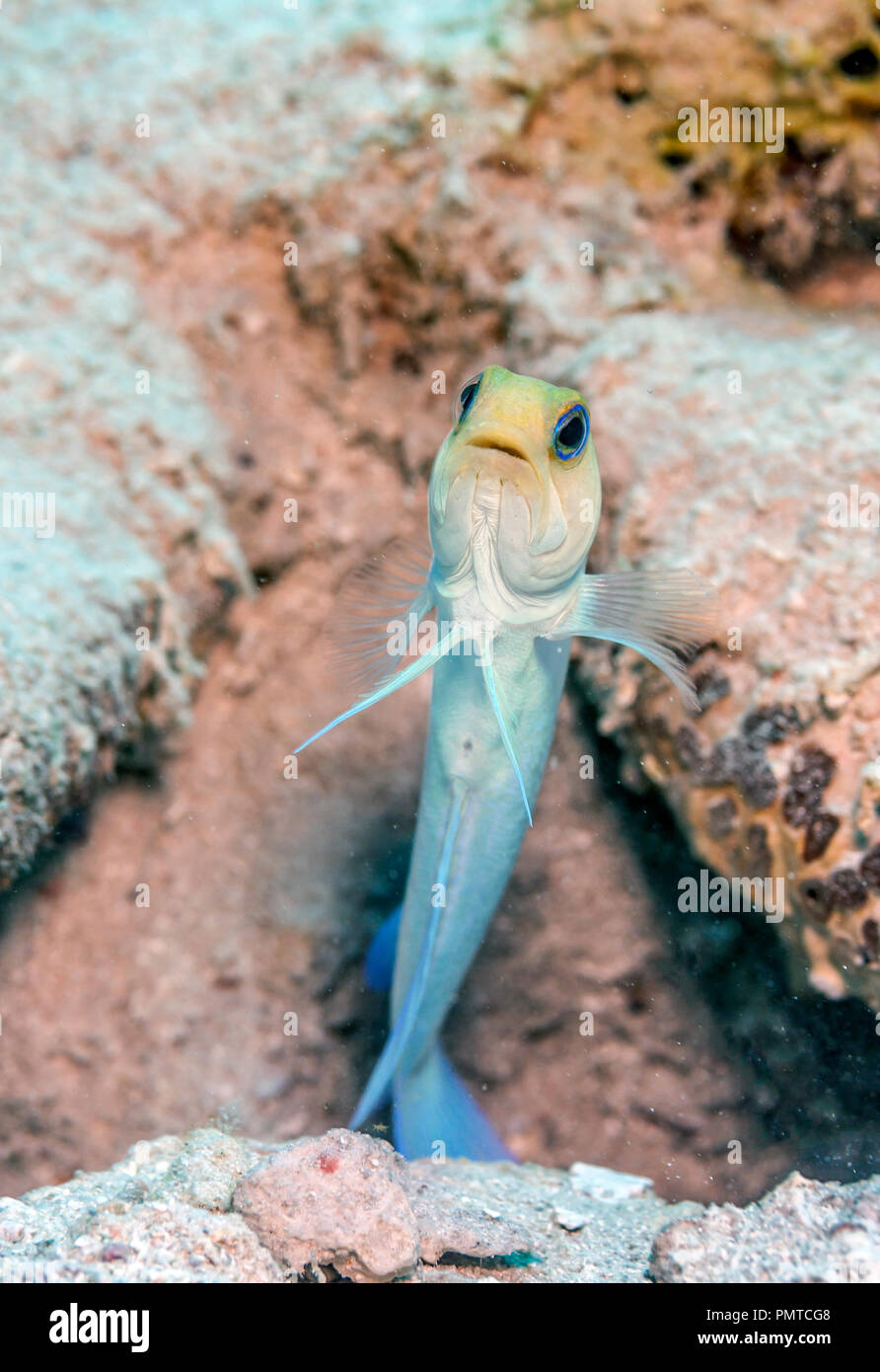 Coral reef in Carbiiean Sea yellowhead jawfish,Opistognathus aurifrons ...