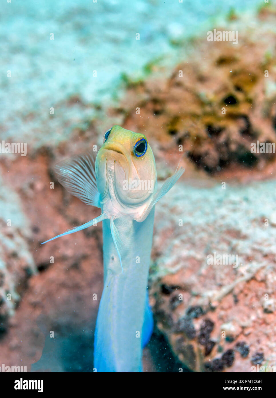 Coral reef in Carbiiean Sea yellowhead jawfish,Opistognathus aurifrons ...