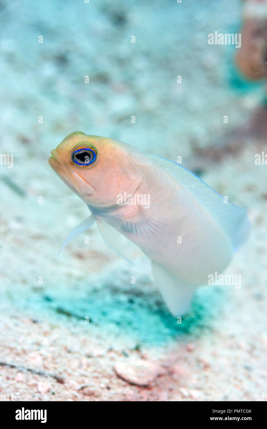 Coral reef in Carbiiean Sea yellowhead jawfish,Opistognathus aurifrons ...