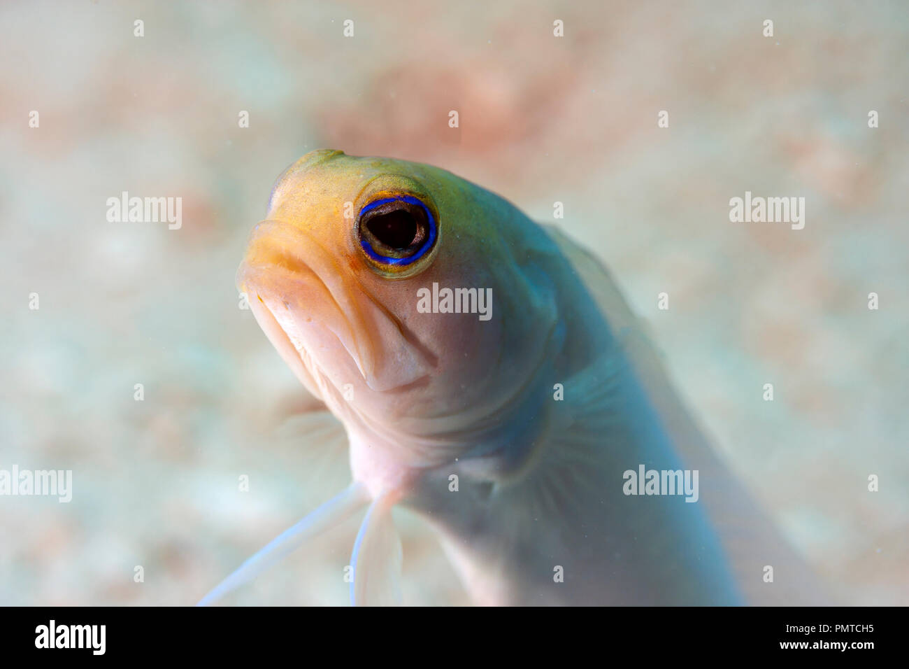Coral reef in Carbiiean Sea yellowhead jawfish,Opistognathus aurifrons ...
