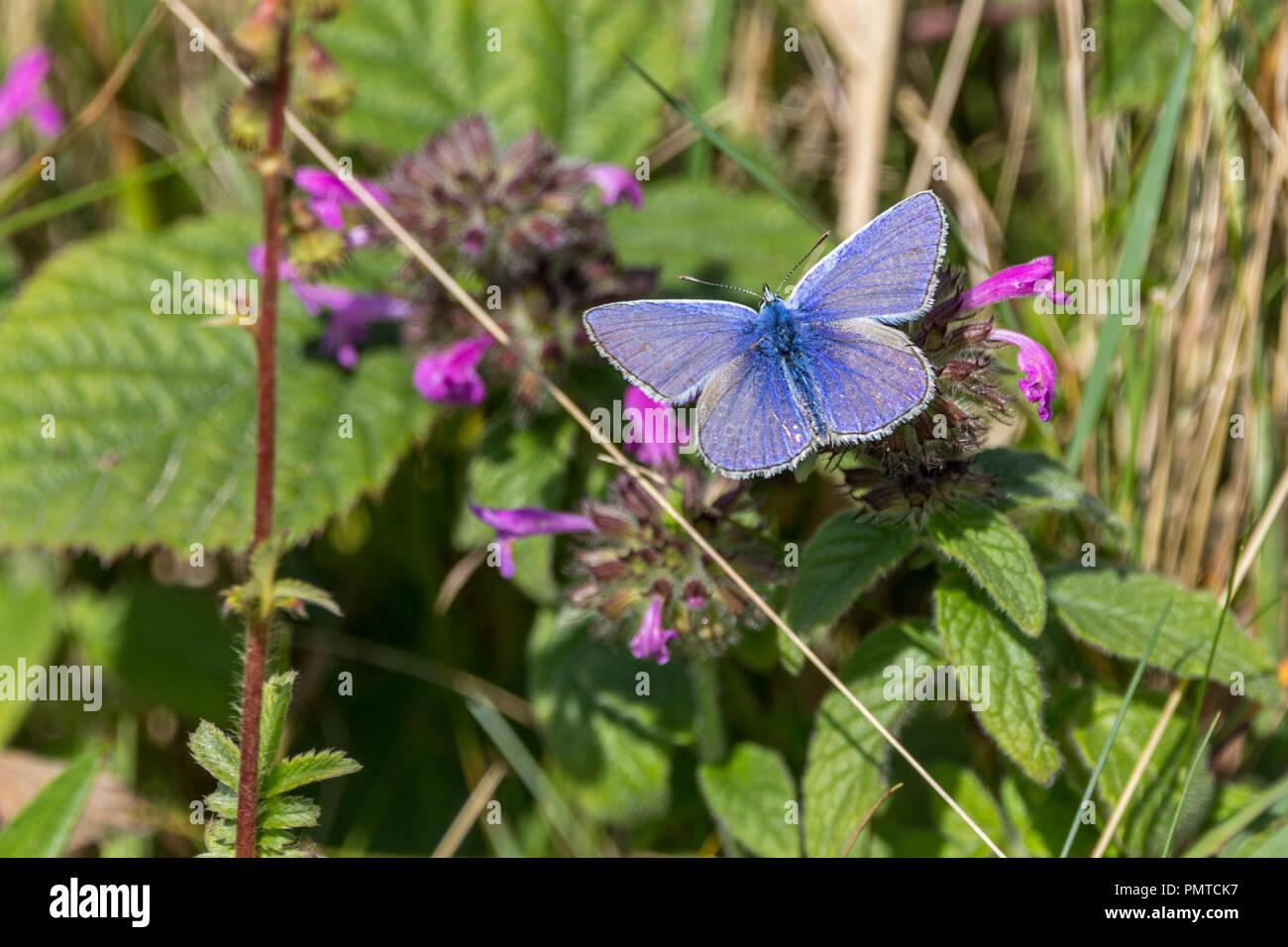 Wild coastal habitat meadow common blue hi-res stock photography and ...