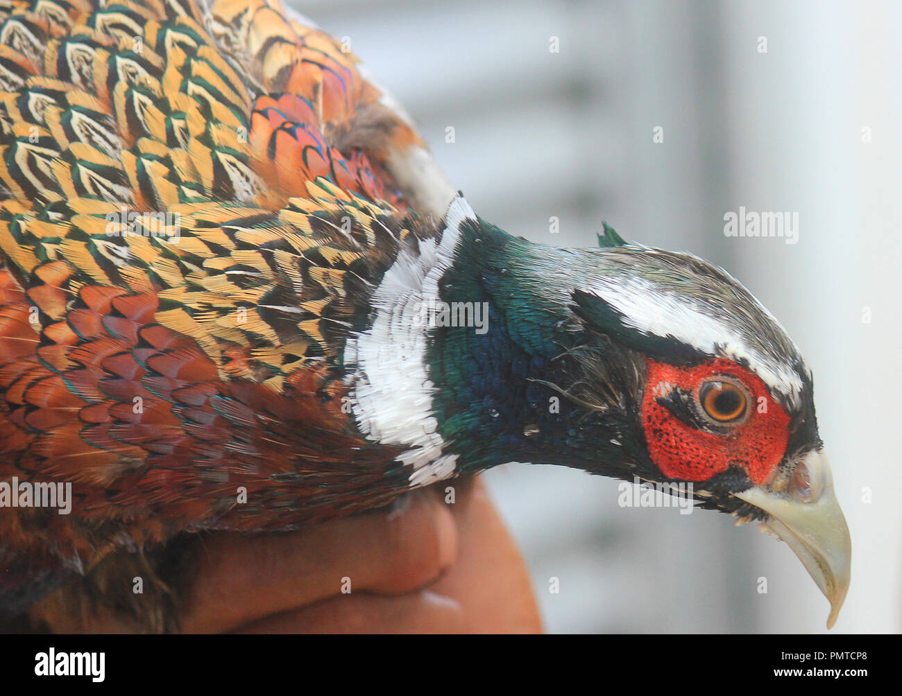a close up of a pheasant Stock Photo - Alamy