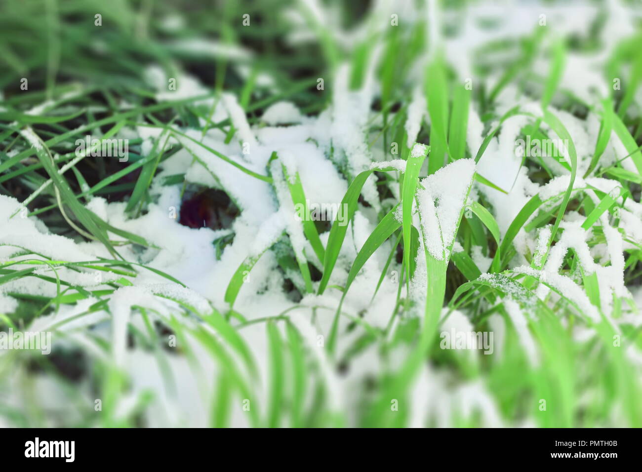 snow on the green grass beginning of winter. change of the season cold ...