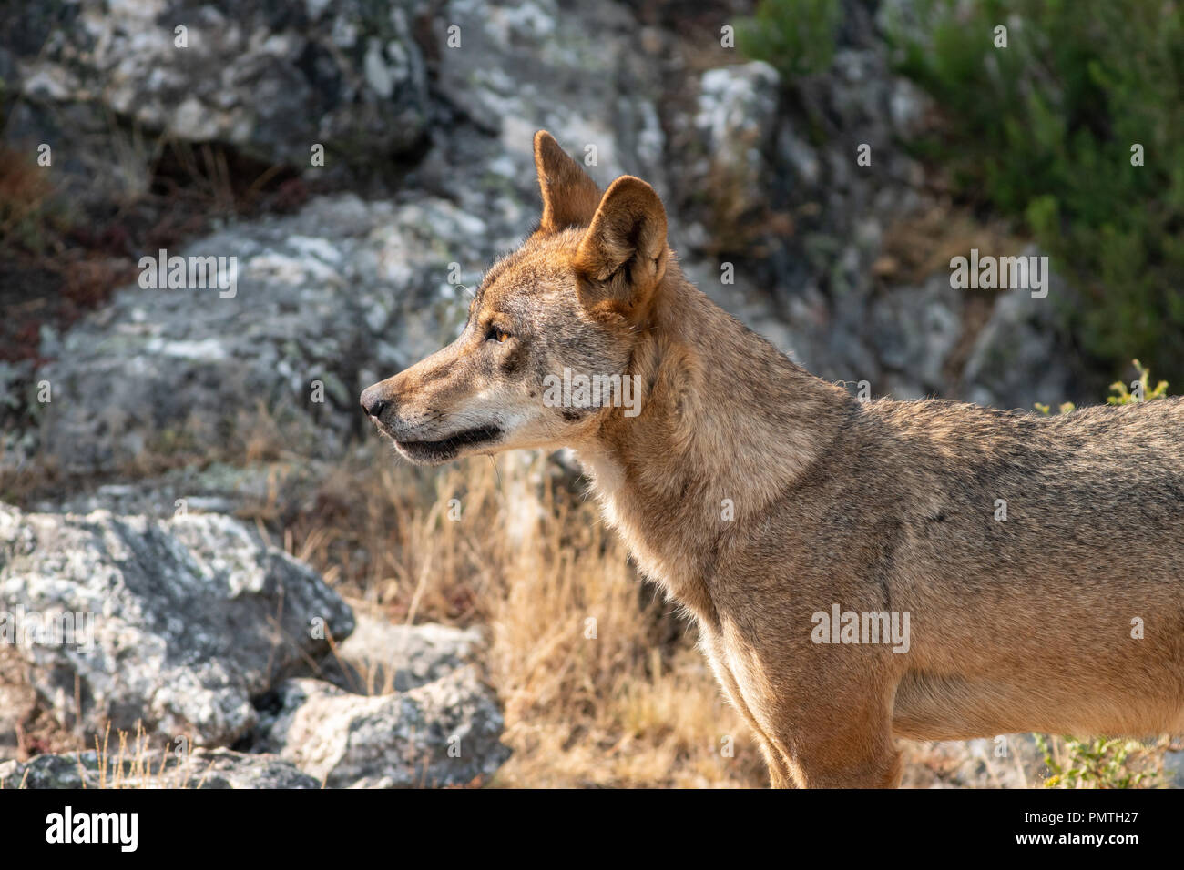 Wolf looking left hi-res stock photography and images - Alamy