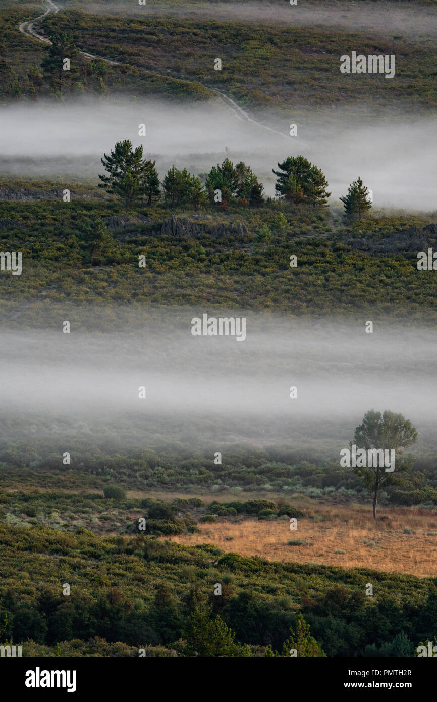 Distant bush with misty and trees, vertical image Stock Photo - Alamy