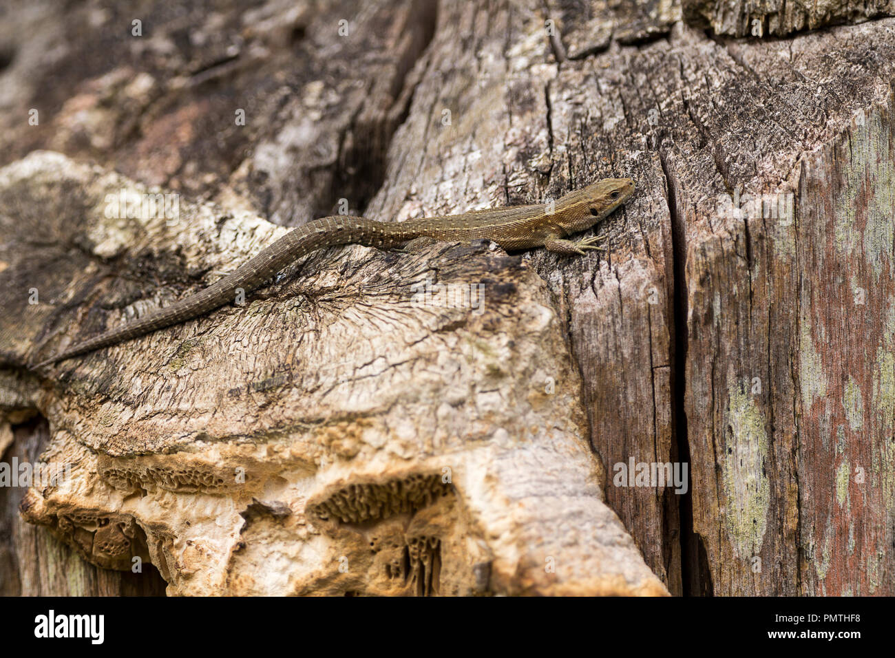 Lizard common (Lacerta vivipara) sunbathing on warm tree stump. Grey ...