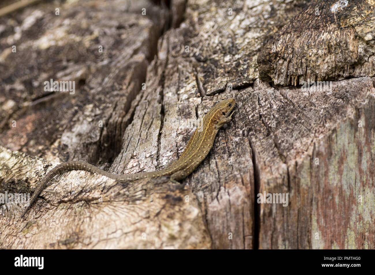 Lizard common (Lacerta vivipara) sunbathing on warm tree stump. Grey ...