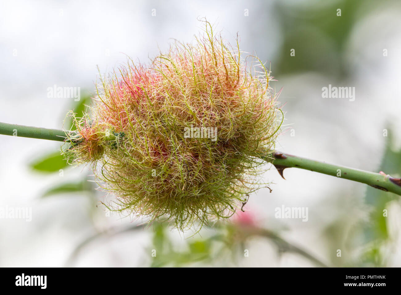 Robins pincushion, rose bedeguar or moss galls on dog rose stem. Red ...