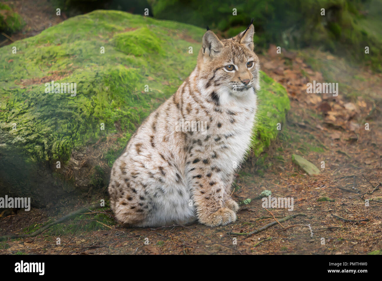 Tensely hi-res stock photography and images - Alamy