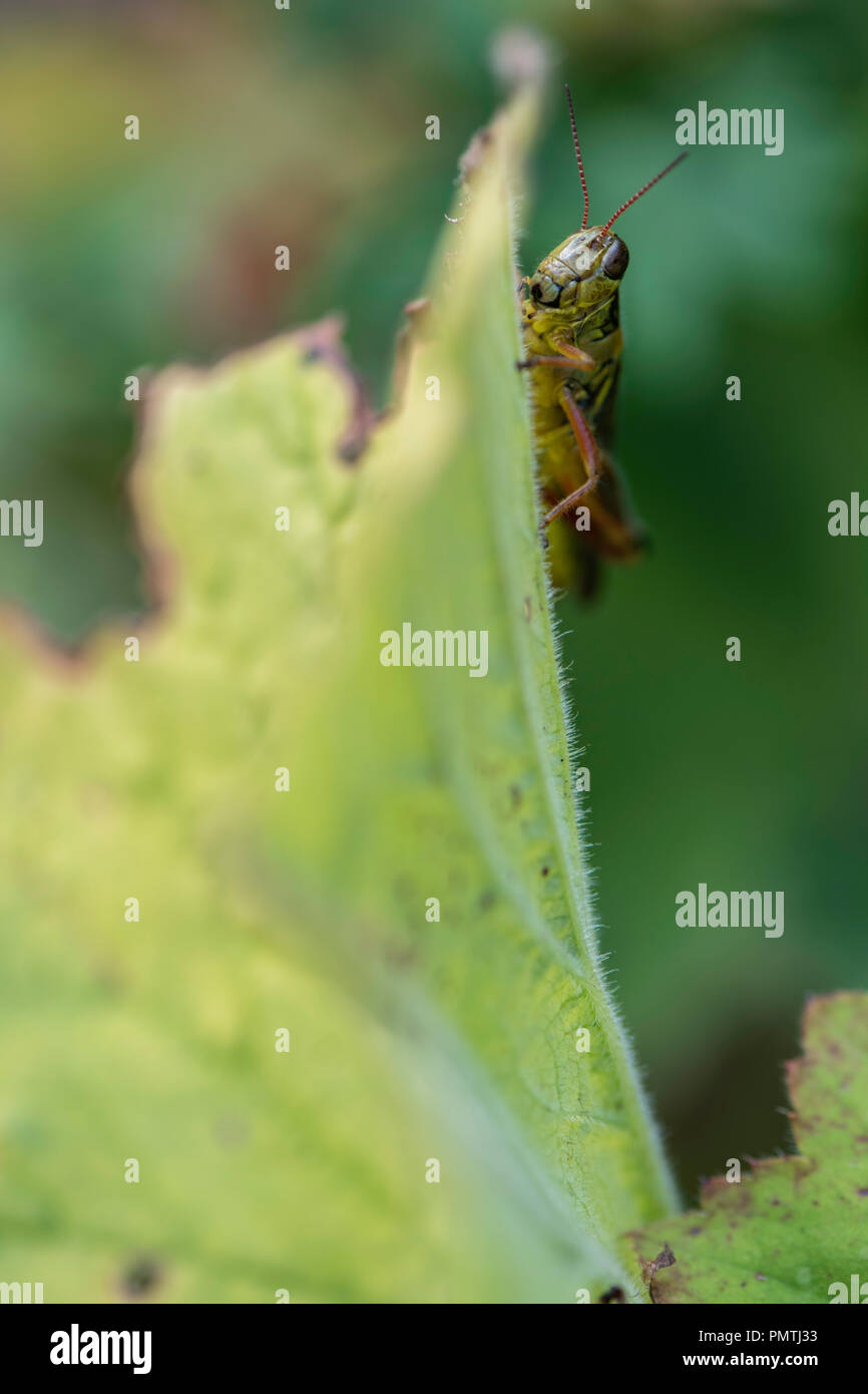 Grasshopper Legs High Resolution Stock Photography and Images - Alamy