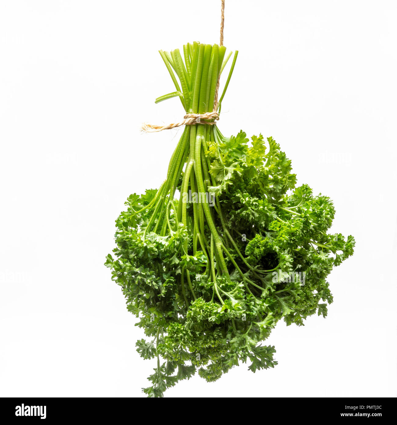 Persley on a white background, cutout Stock Photo - Alamy