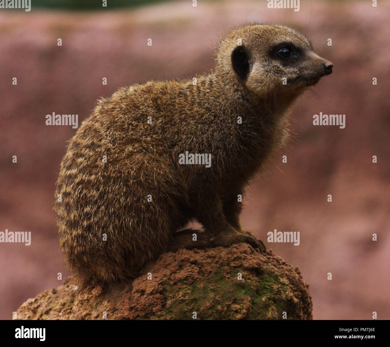Chester,Uk Zoo Animals in their habitats at chester zoo credit Ian ...