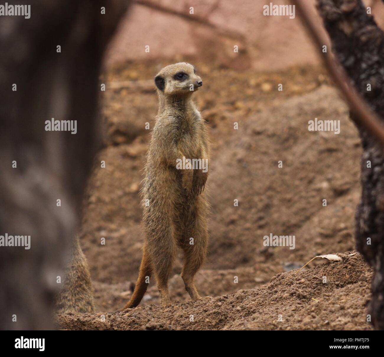 Chester,Uk Zoo Animals in their habitats at chester zoo credit Ian ...
