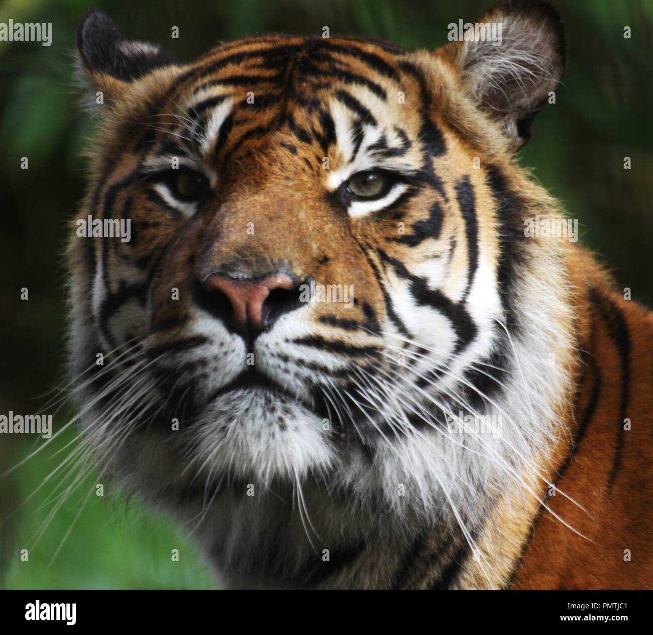 Chester,Uk Zoo Animals in their habitats at chester zoo credit Ian ...