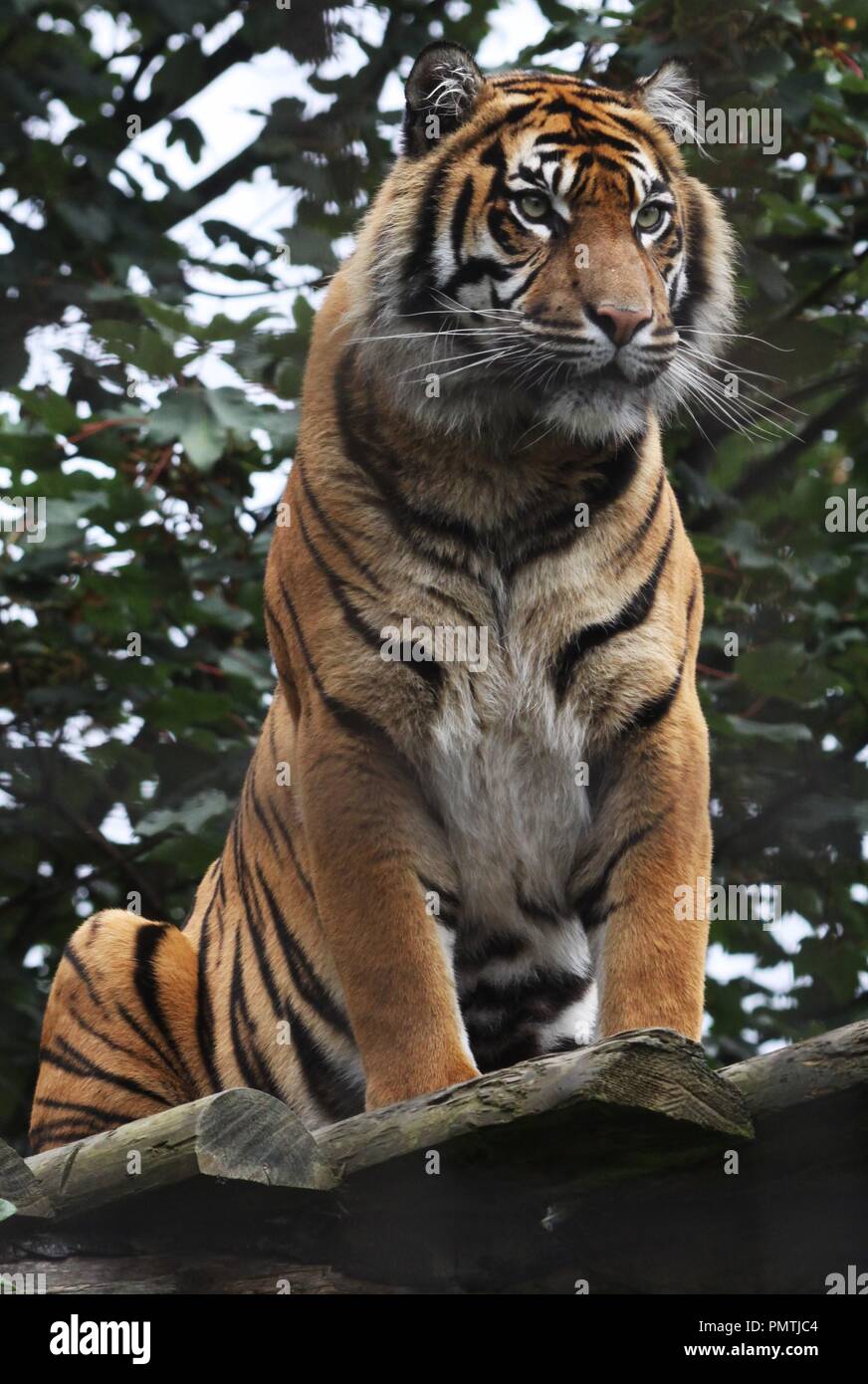 Chester,Uk Zoo Animals in their habitats at chester zoo credit Ian ...