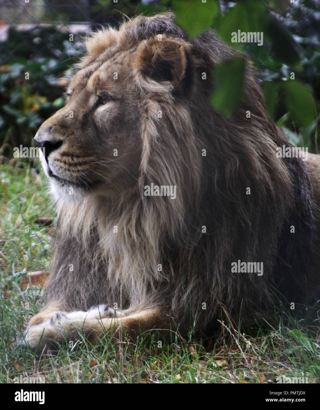 Chester,Uk Zoo Animals in their habitats at chester zoo credit Ian ...