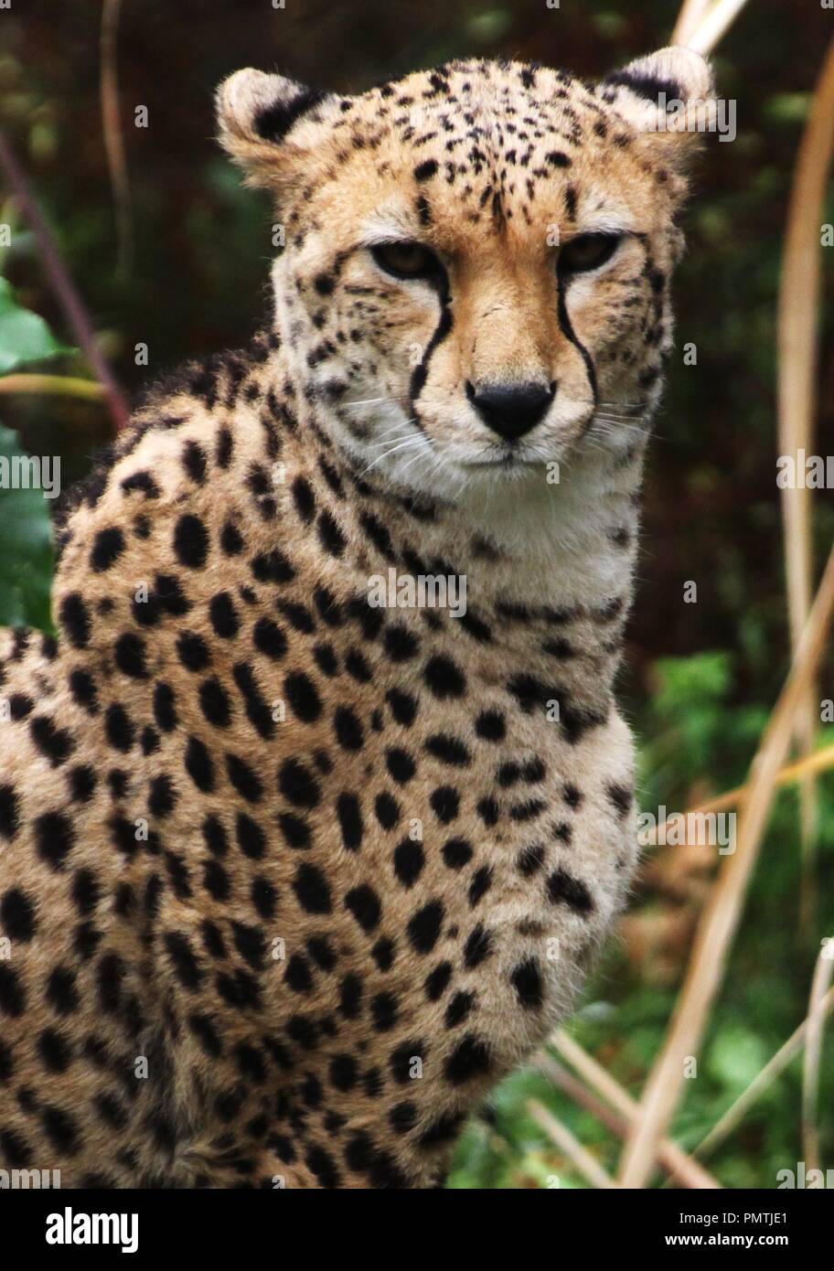 Chester,Uk Zoo Animals in their habitats at chester zoo credit Ian ...