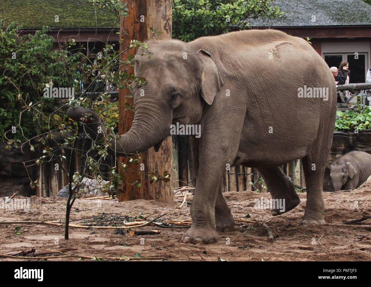 Chester,Uk Zoo Animals in their habitats at chester zoo credit Ian ...