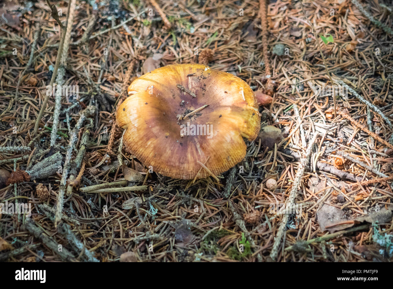 A mushroom, or toadstool, is the fleshy, spore-bearing fruiting body of ...
