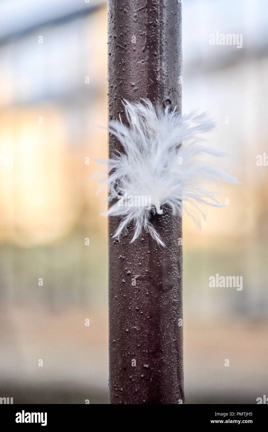 White feather sticked to a metal tube on the blurry background Stock ...