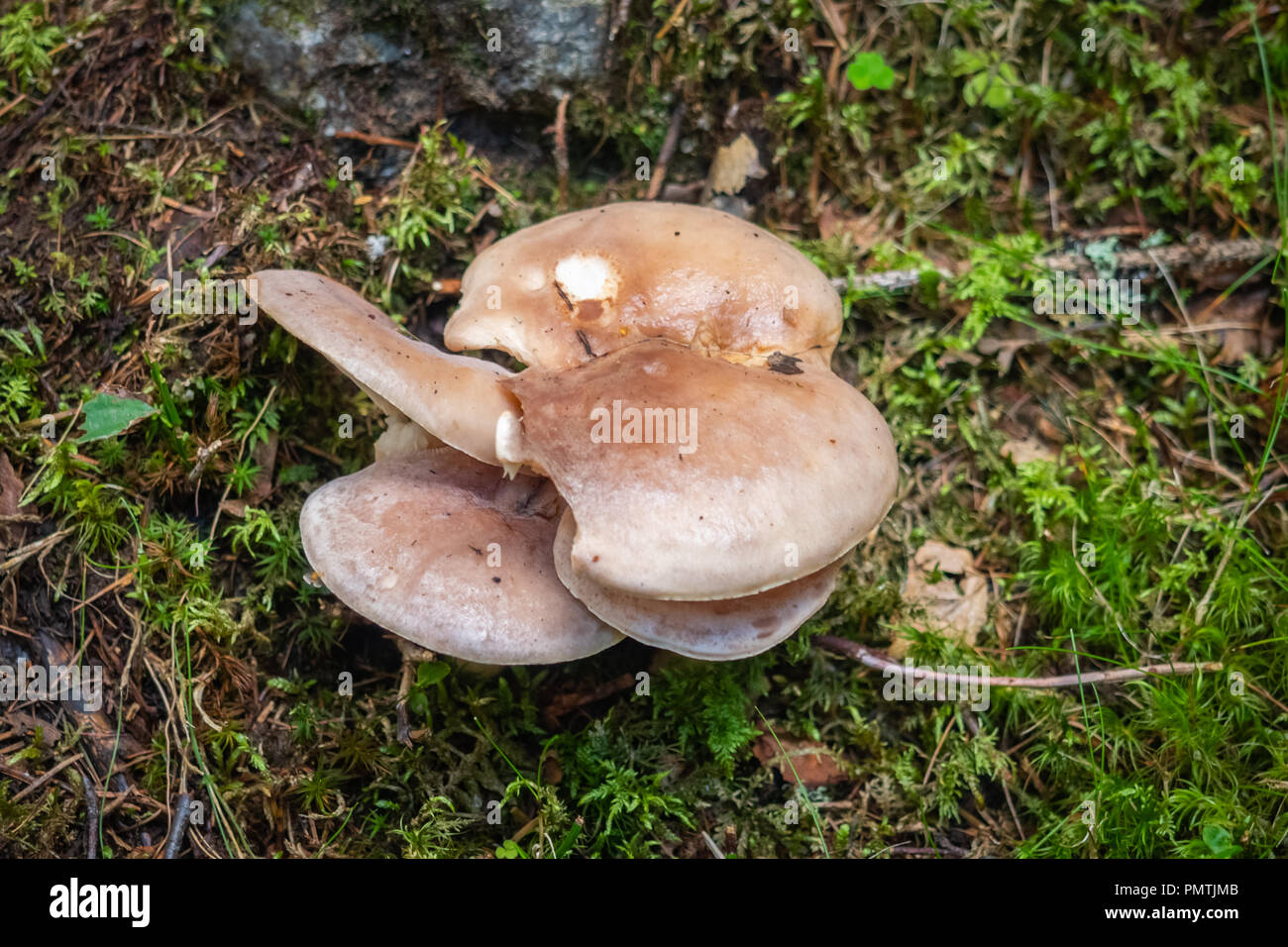 A mushroom, or toadstool, is the fleshy, spore-bearing fruiting body of ...