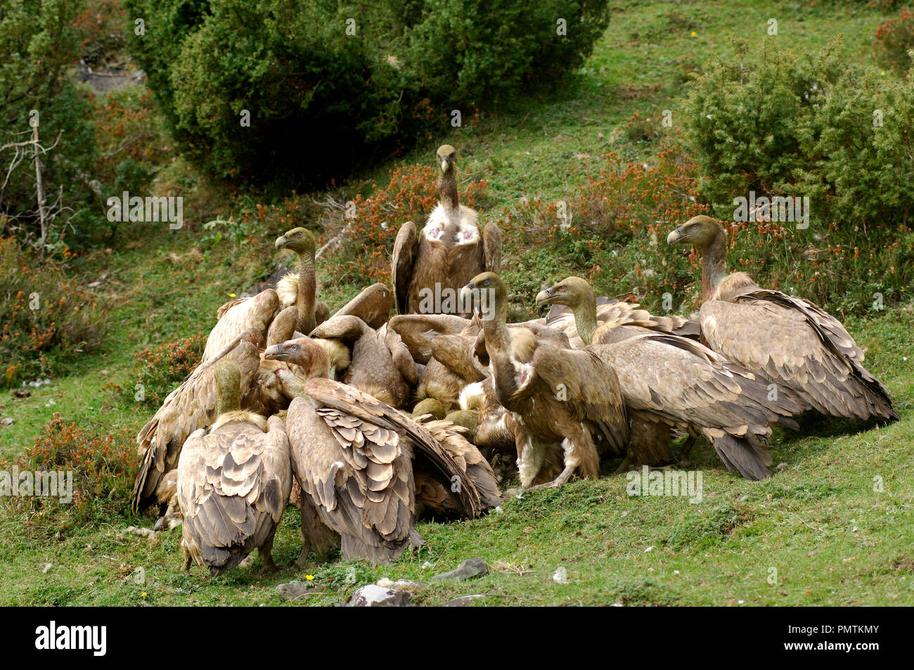 Griffon Vulture (Gyps fulvus), on deer carcass, Pyreneans, France ...