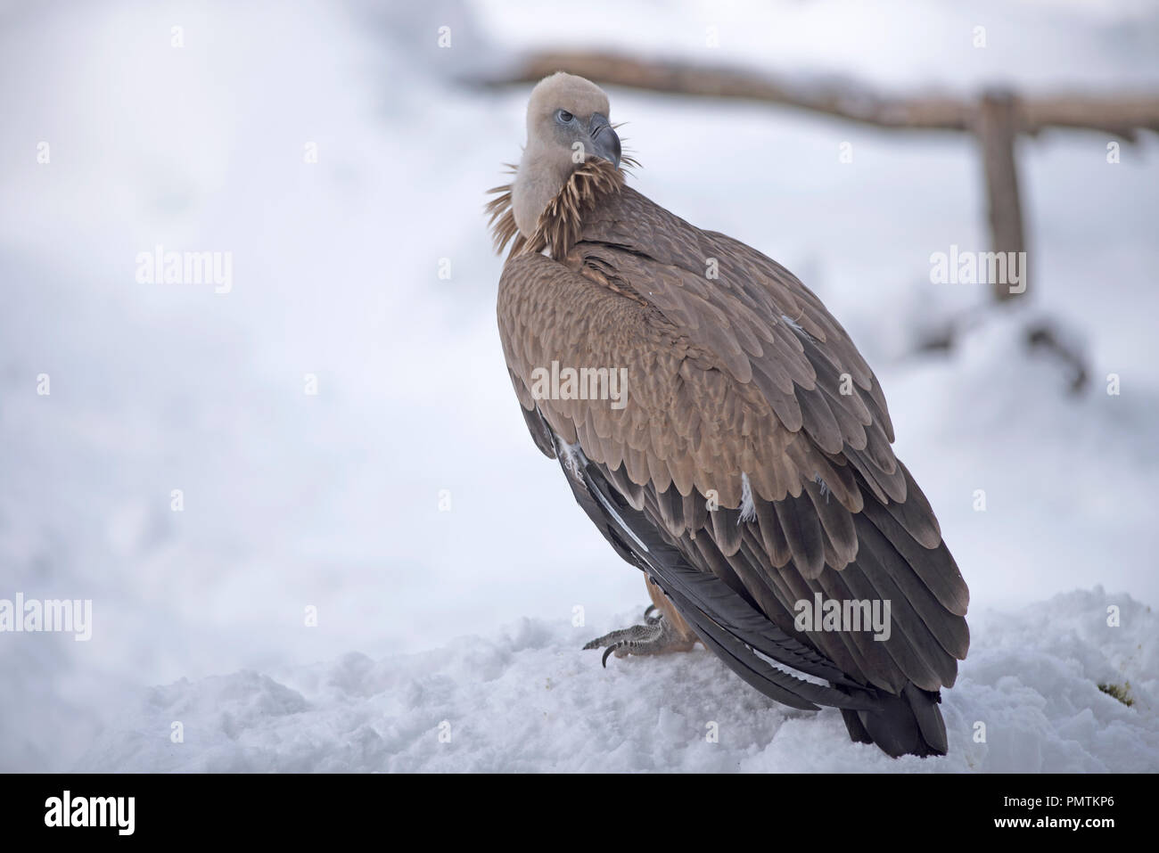 Griffon vulture in the snow (Gyps fulvus), Pyrenees Stock Photo - Alamy