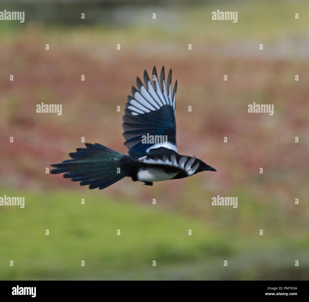 Magpie, Pica pica Stock Photo - Alamy
