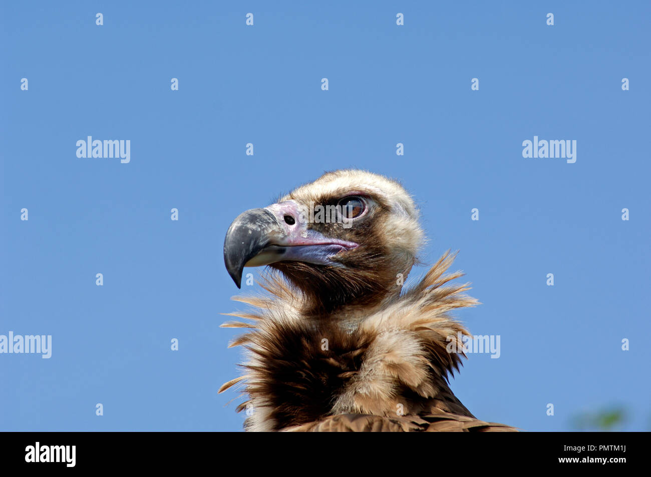 Vautour hi-res stock photography and images - Alamy