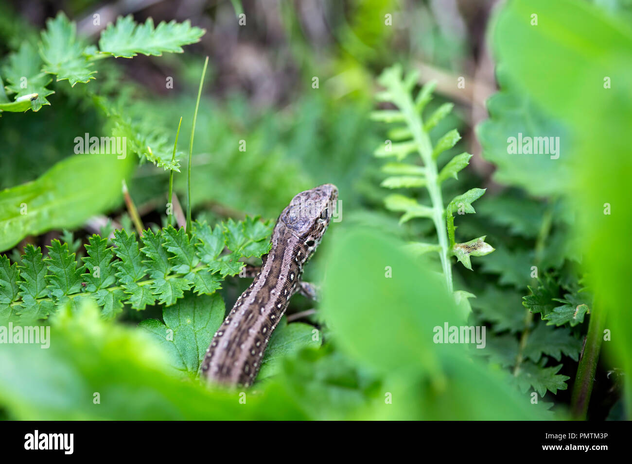 Little lizard reptile in green grass - picture made in Romania Stock ...