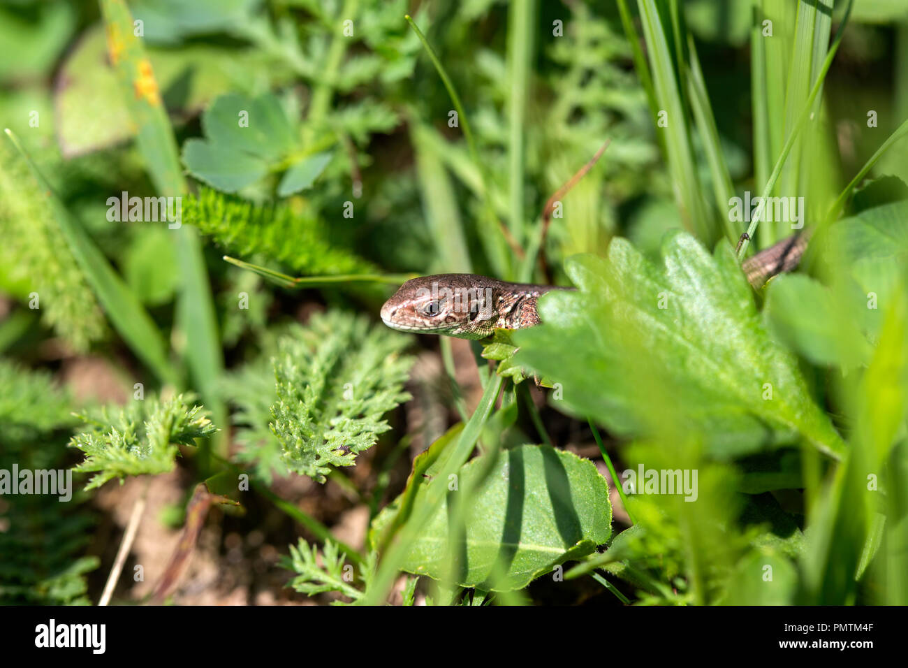 Little lizard reptile in green grass - picture made in Romania Stock ...
