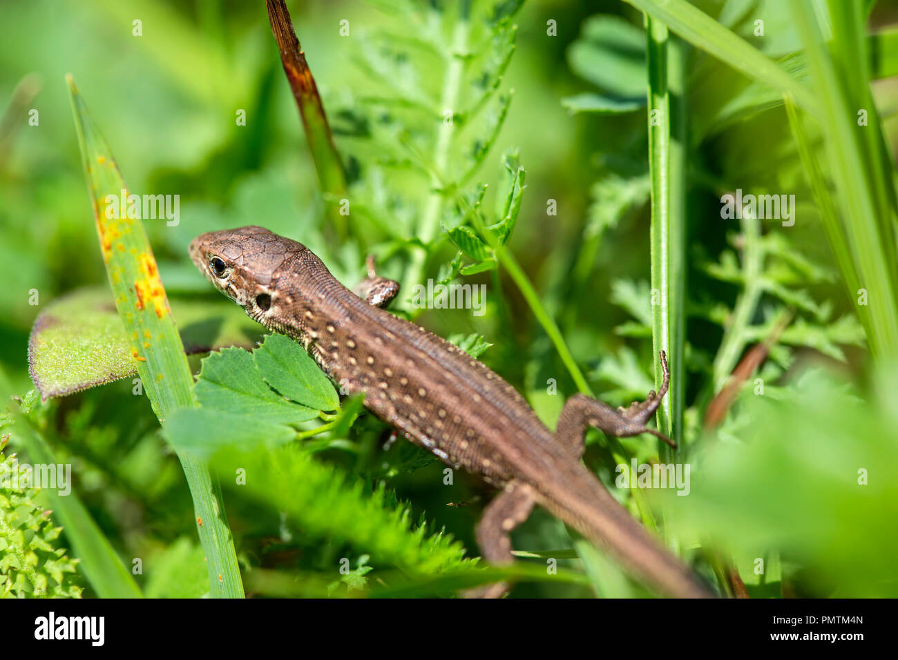 Little lizard reptile in green grass - picture made in Romania Stock ...